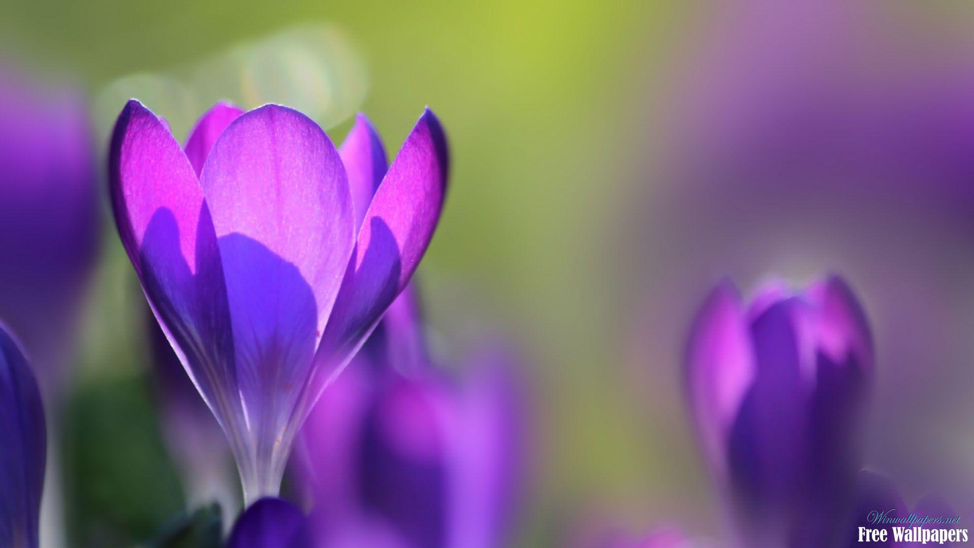 Purple Spring Flowers Desktop Wallpapers - Top Free Purple Spring ...