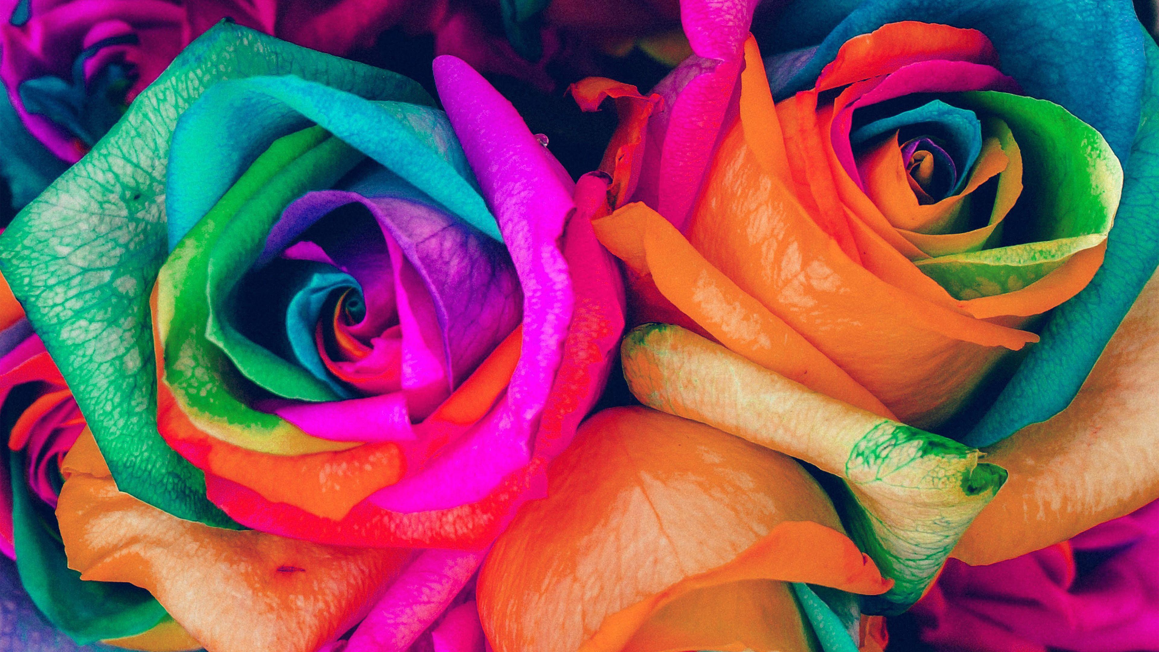 Rainbow Flowers Wallpapers - Top Free Rainbow Flowers Backgrounds ...