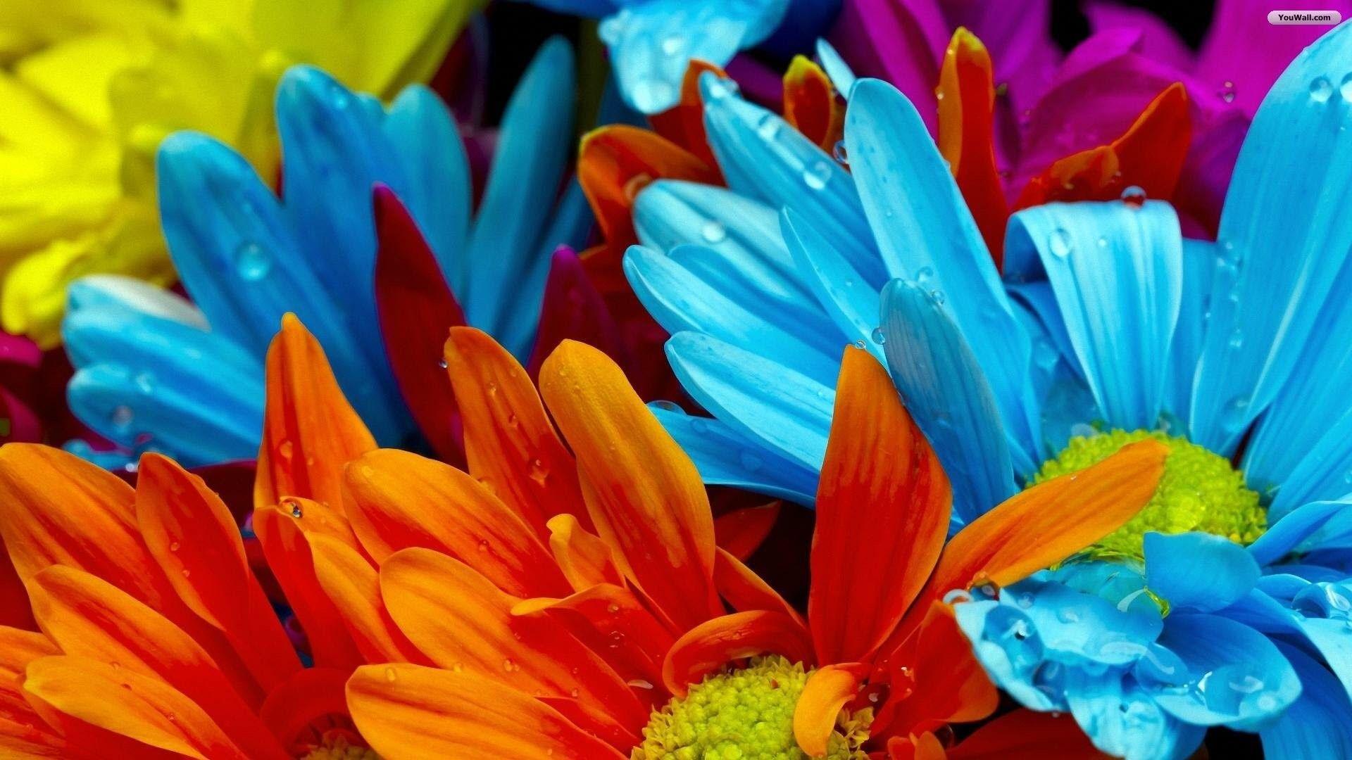 Rainbow Flowers Wallpapers - Top Free Rainbow Flowers Backgrounds ...