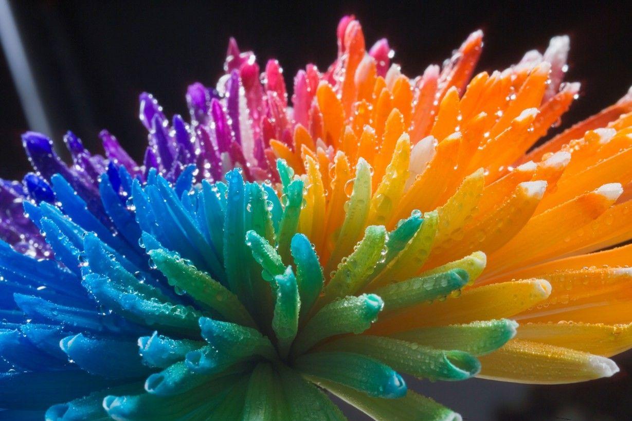 Rainbow Flowers Wallpapers - Top Free Rainbow Flowers Backgrounds ...