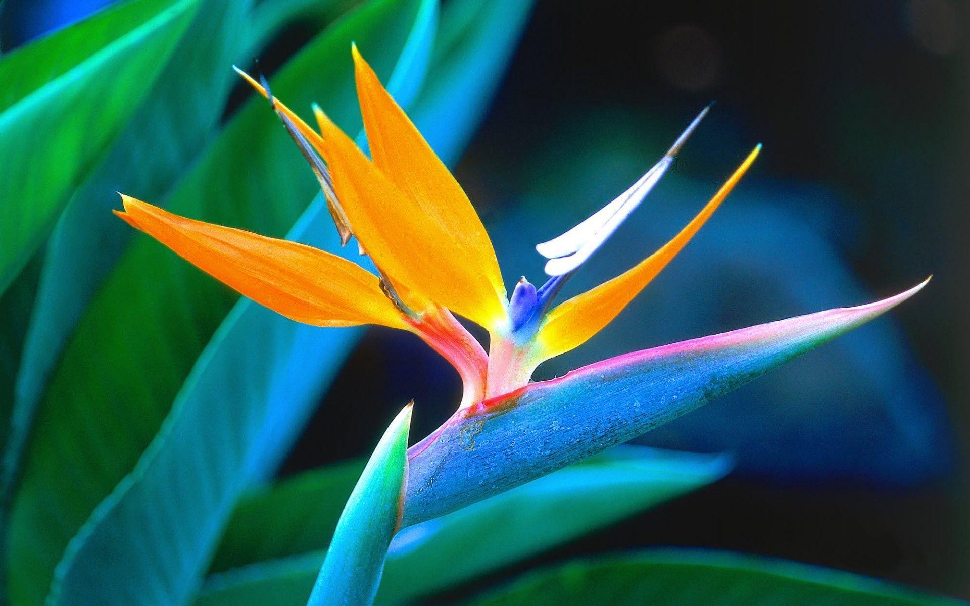 Tropical Flower Desktop Wallpapers - Top Free Tropical Flower Desktop ...