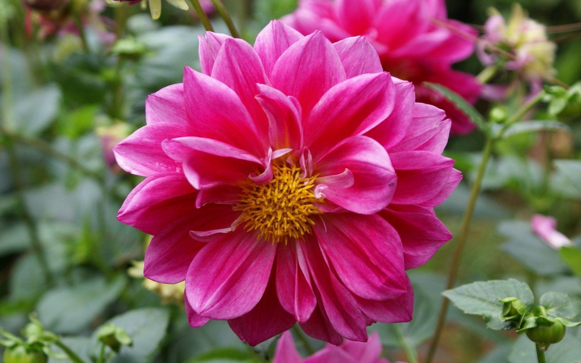 Tropical Flower Desktop Wallpapers - Top Free Tropical Flower Desktop ...