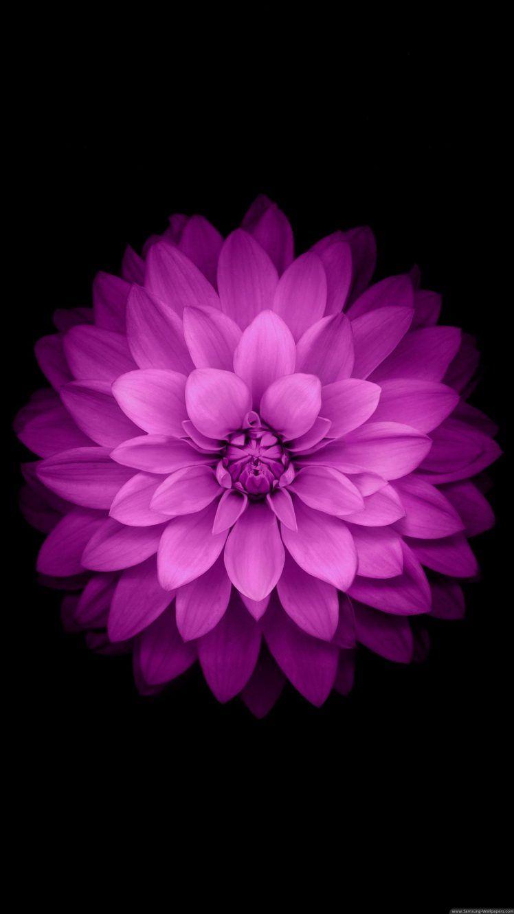 Purple Flowers HD Wallpapers - Top Free Purple Flowers HD Backgrounds ...