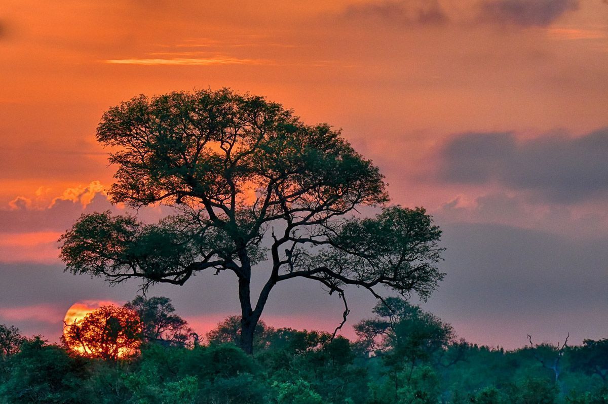 Kruger National Park Wallpapers - Top Free Kruger National Park ...