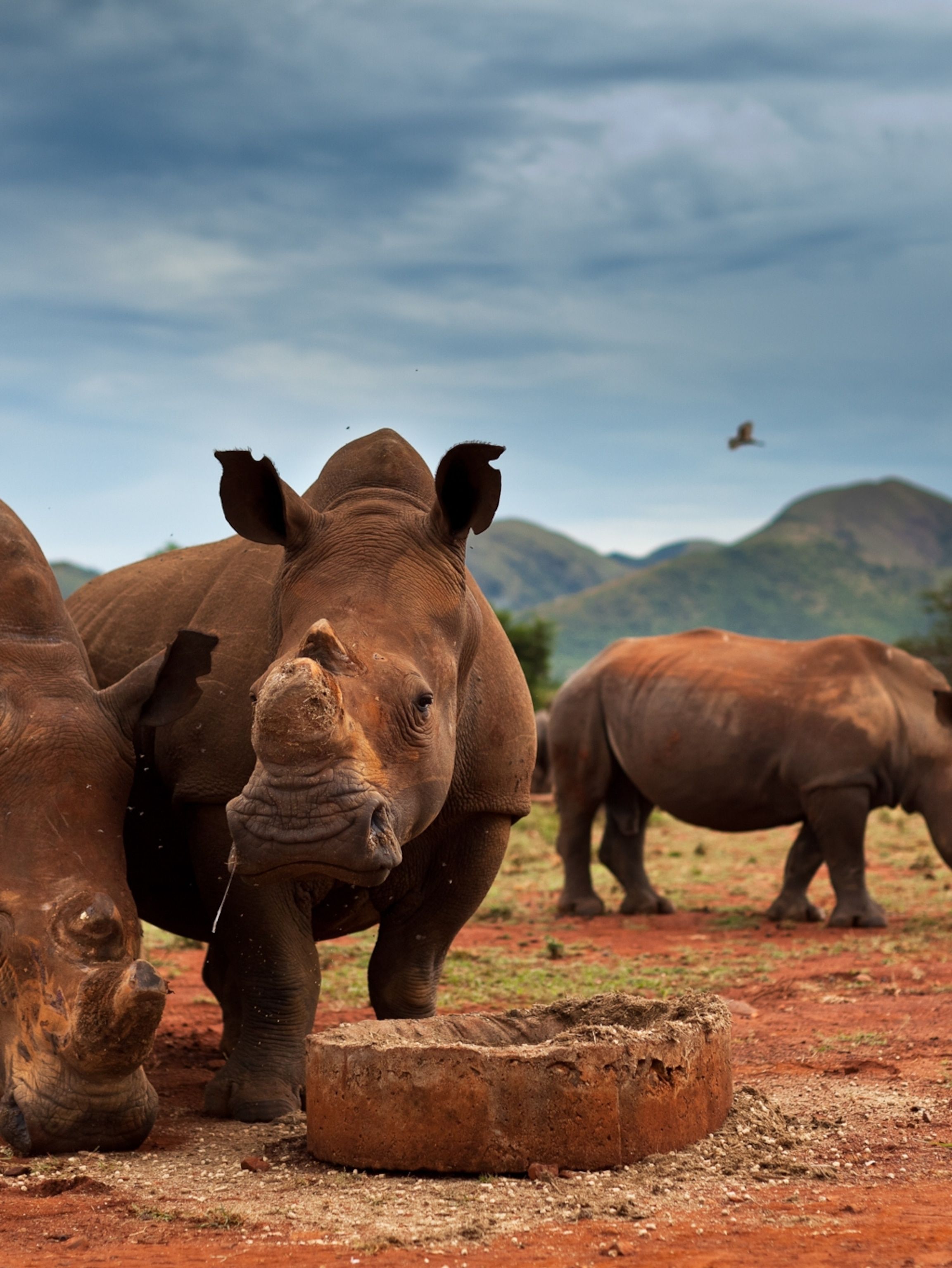 Kruger National Park Wallpapers - Top Free Kruger National Park ...