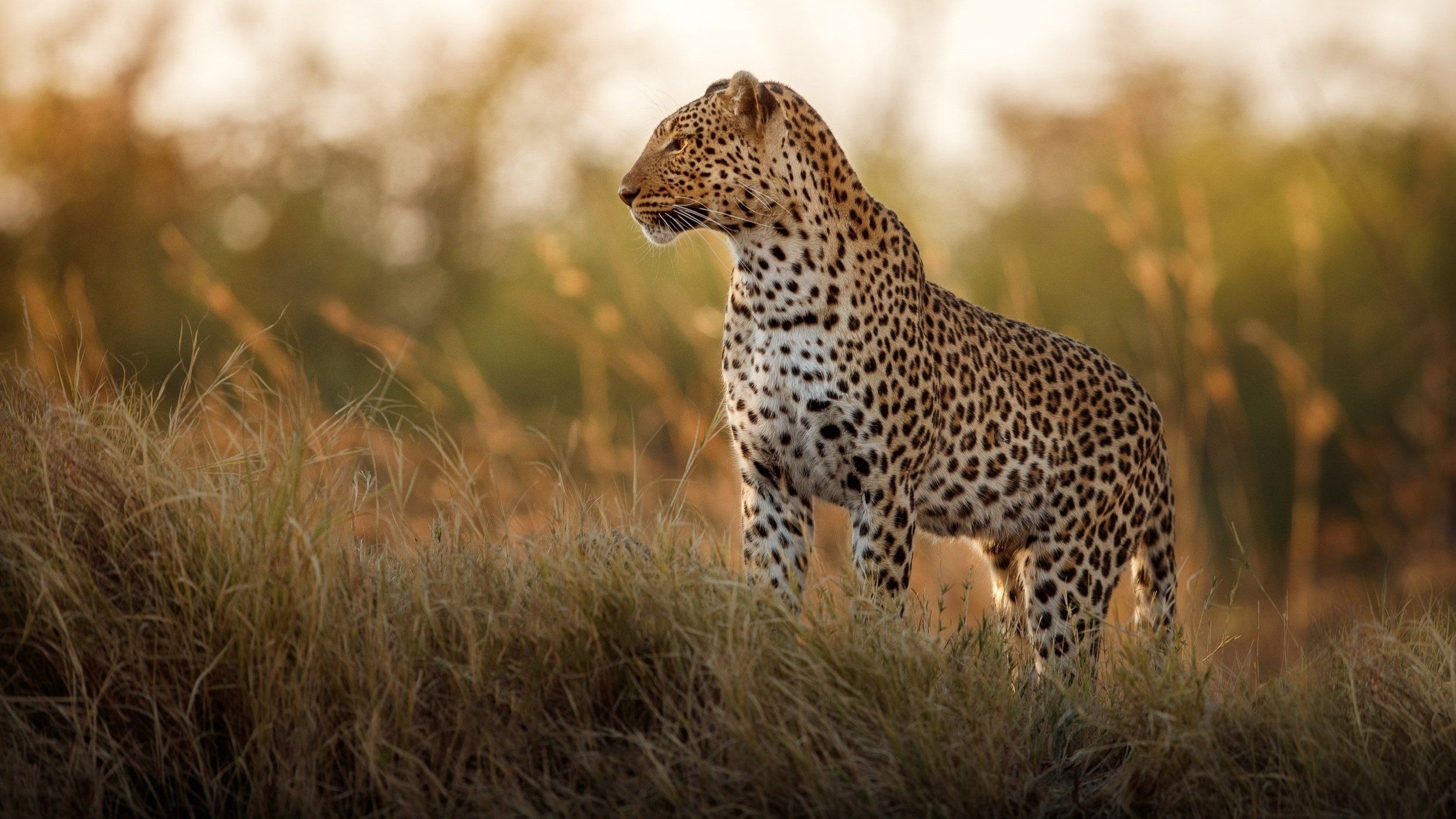 Kruger National Park Wallpapers - Top Free Kruger National Park ...