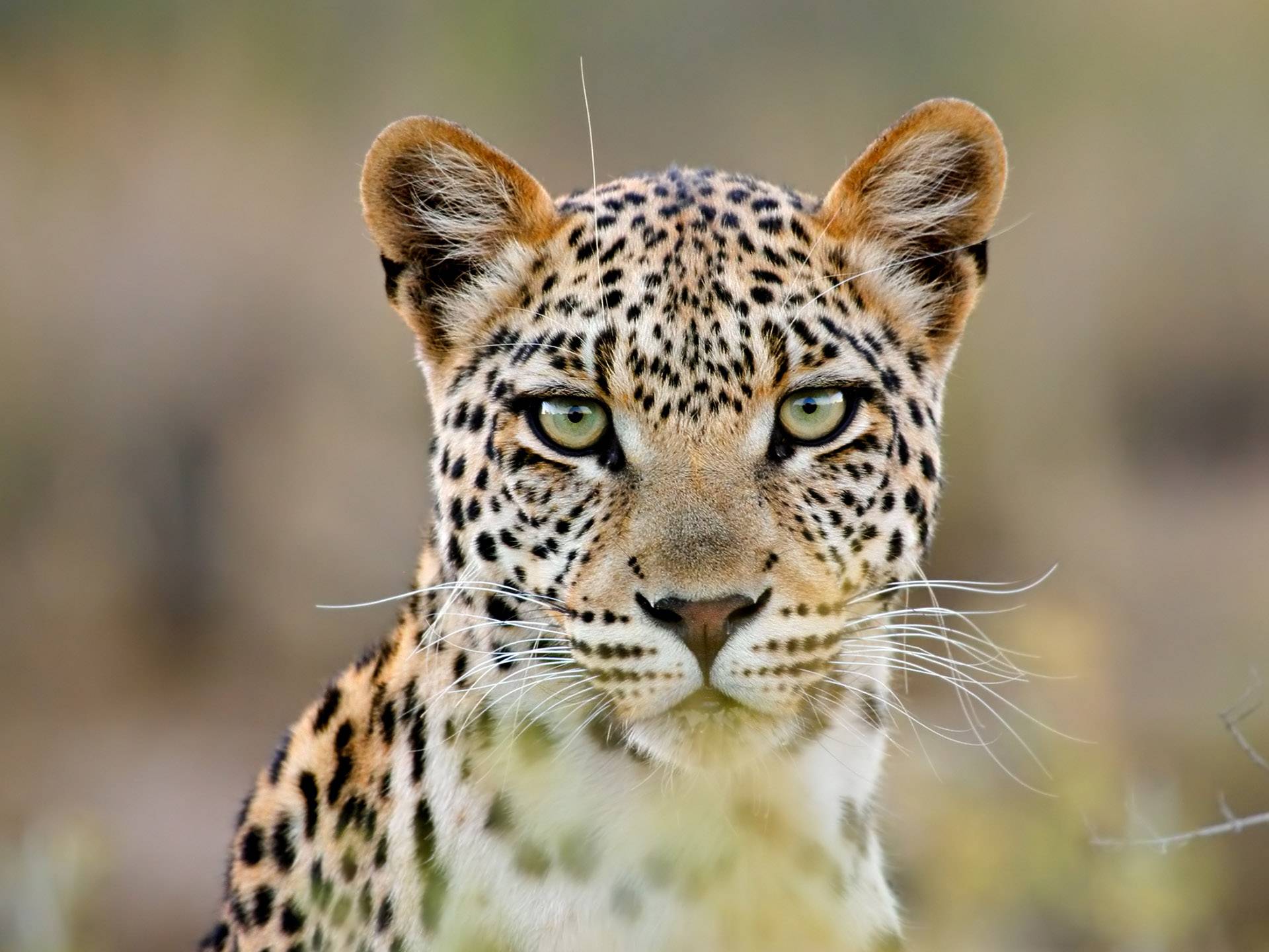 Kruger National Park Wallpapers - Top Free Kruger National Park ...