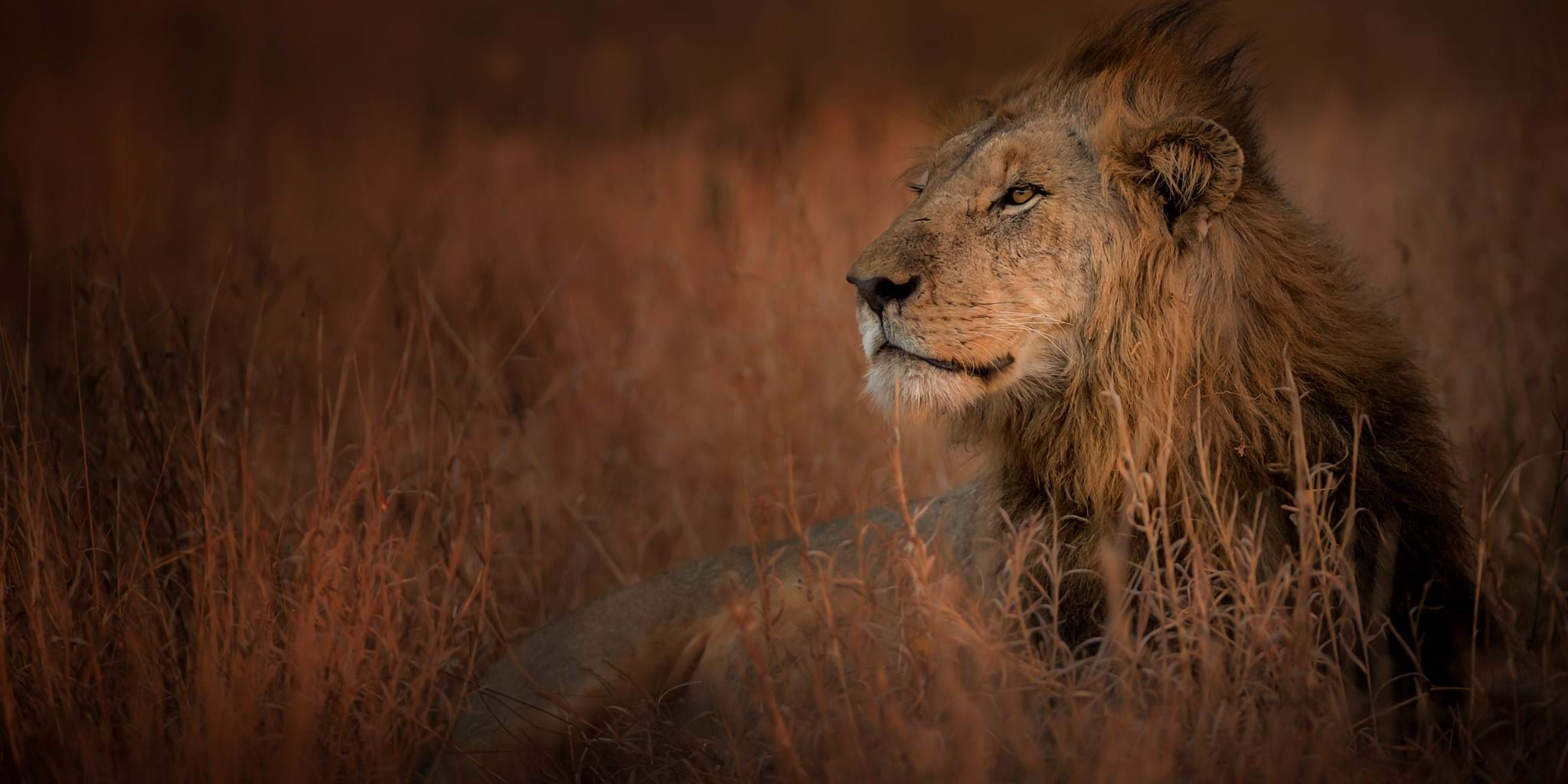 Kruger National Park Wallpapers - Top Free Kruger National Park ...