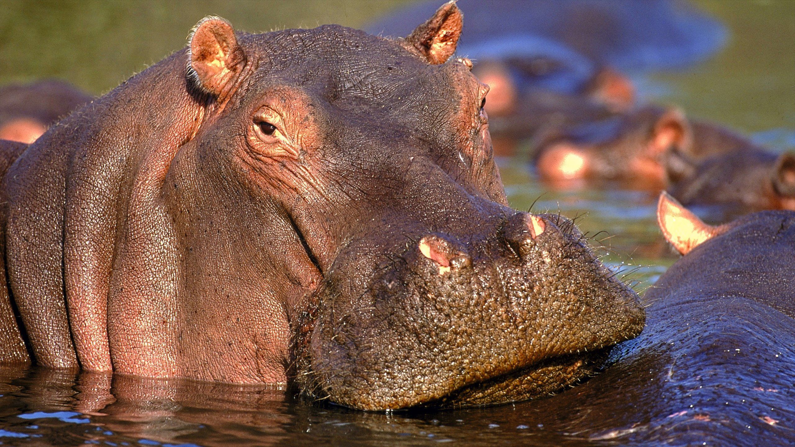 Kruger National Park Wallpapers - Top Free Kruger National Park ...