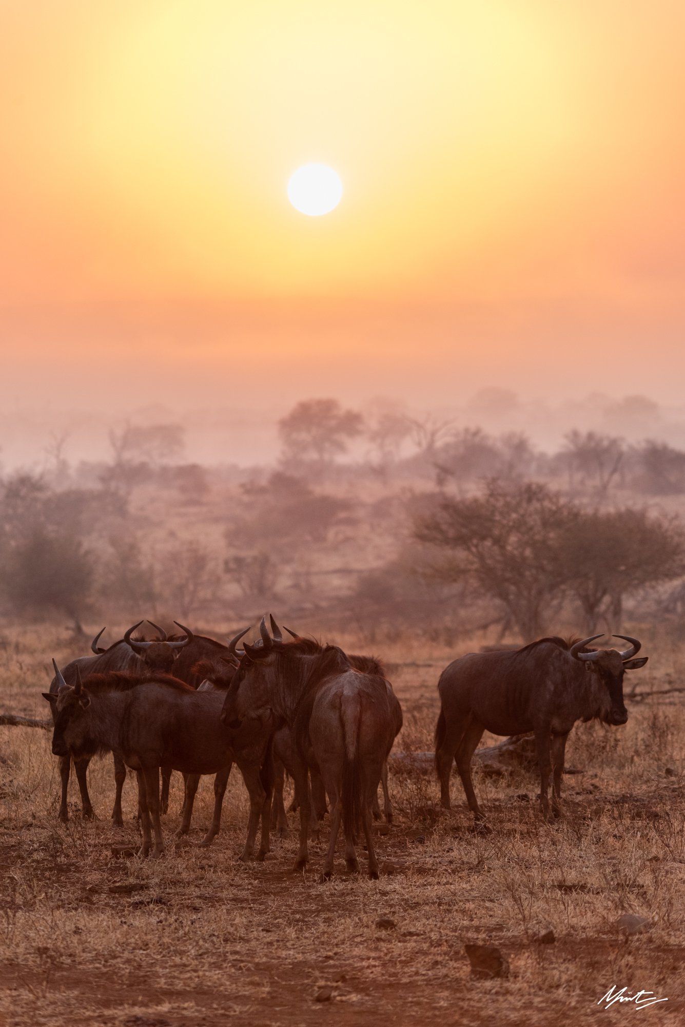 Kruger National Park Wallpapers - Top Free Kruger National Park ...