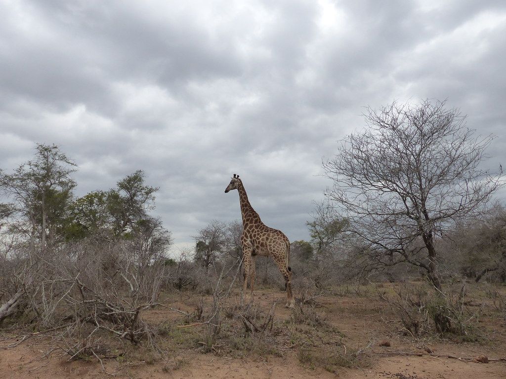 Kruger National Park Wallpapers - Top Free Kruger National Park ...