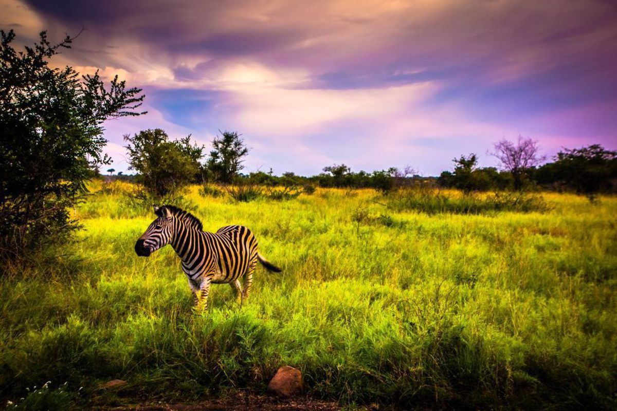 Kruger National Park Wallpapers - Top Free Kruger National Park ...