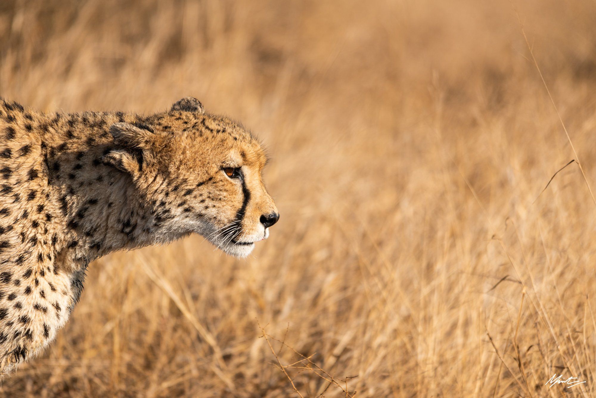 Kruger National Park Wallpapers - Top Free Kruger National Park ...