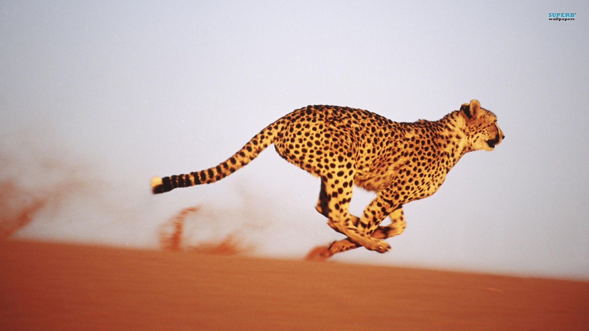 Cheetah Running Wallpapers - Top Free Cheetah Running Backgrounds ...