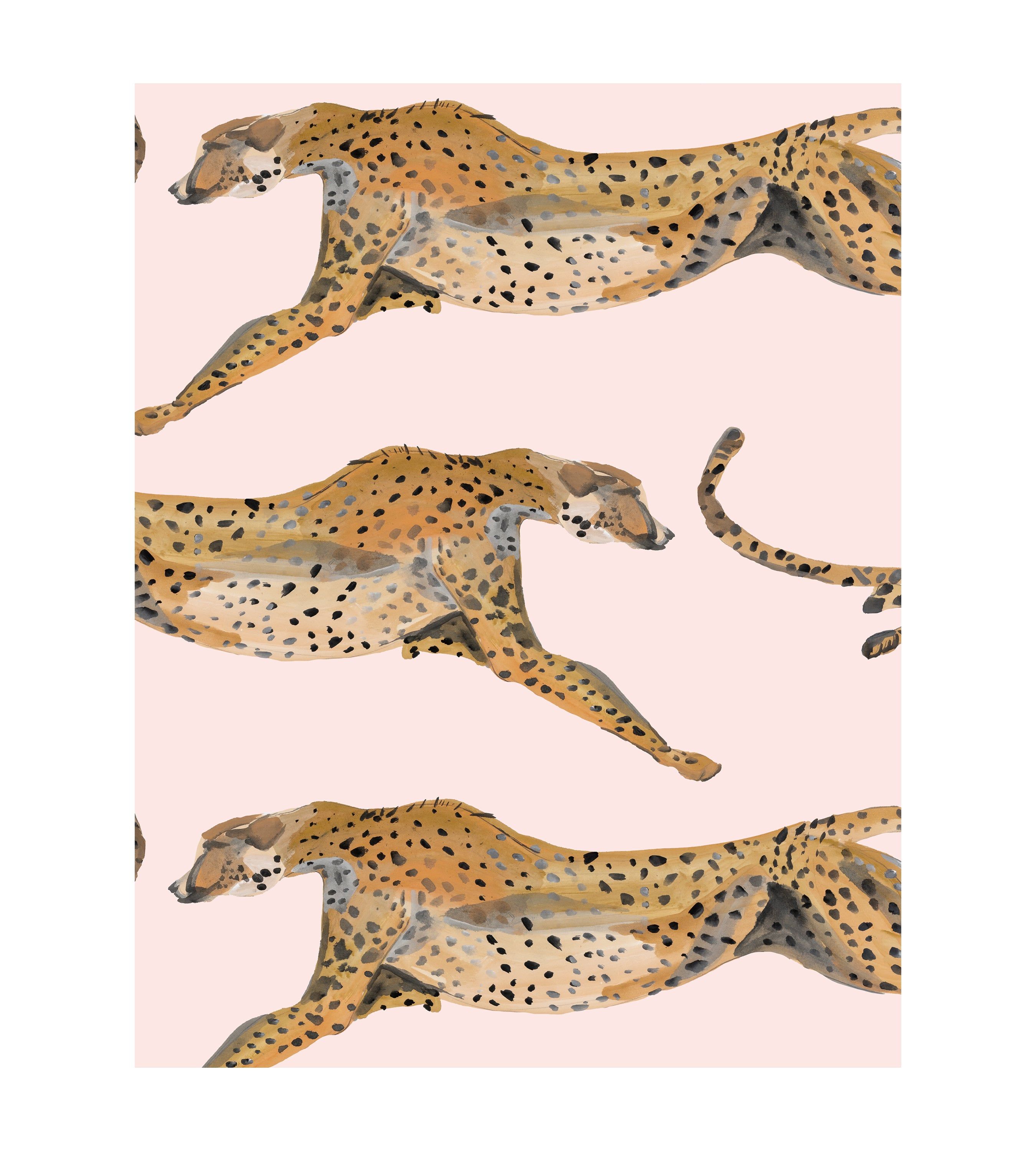 Cheetah Running Wallpapers - Top Free Cheetah Running Backgrounds ...