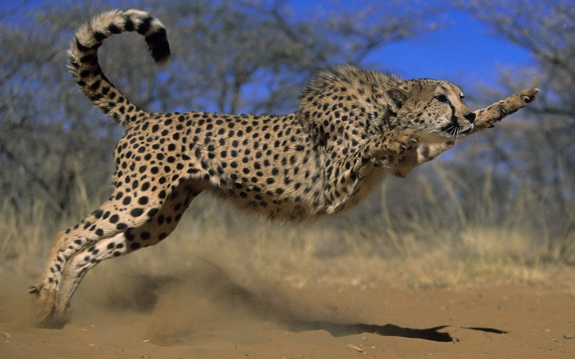 Cheetah Running Wallpapers - Top Free Cheetah Running Backgrounds ...