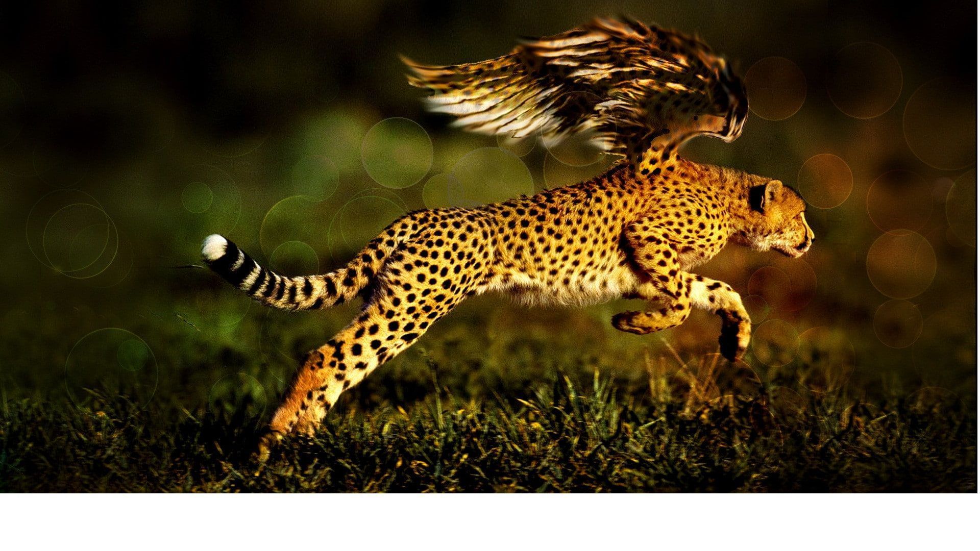 Cheetah Running Wallpapers - Top Free Cheetah Running Backgrounds ...