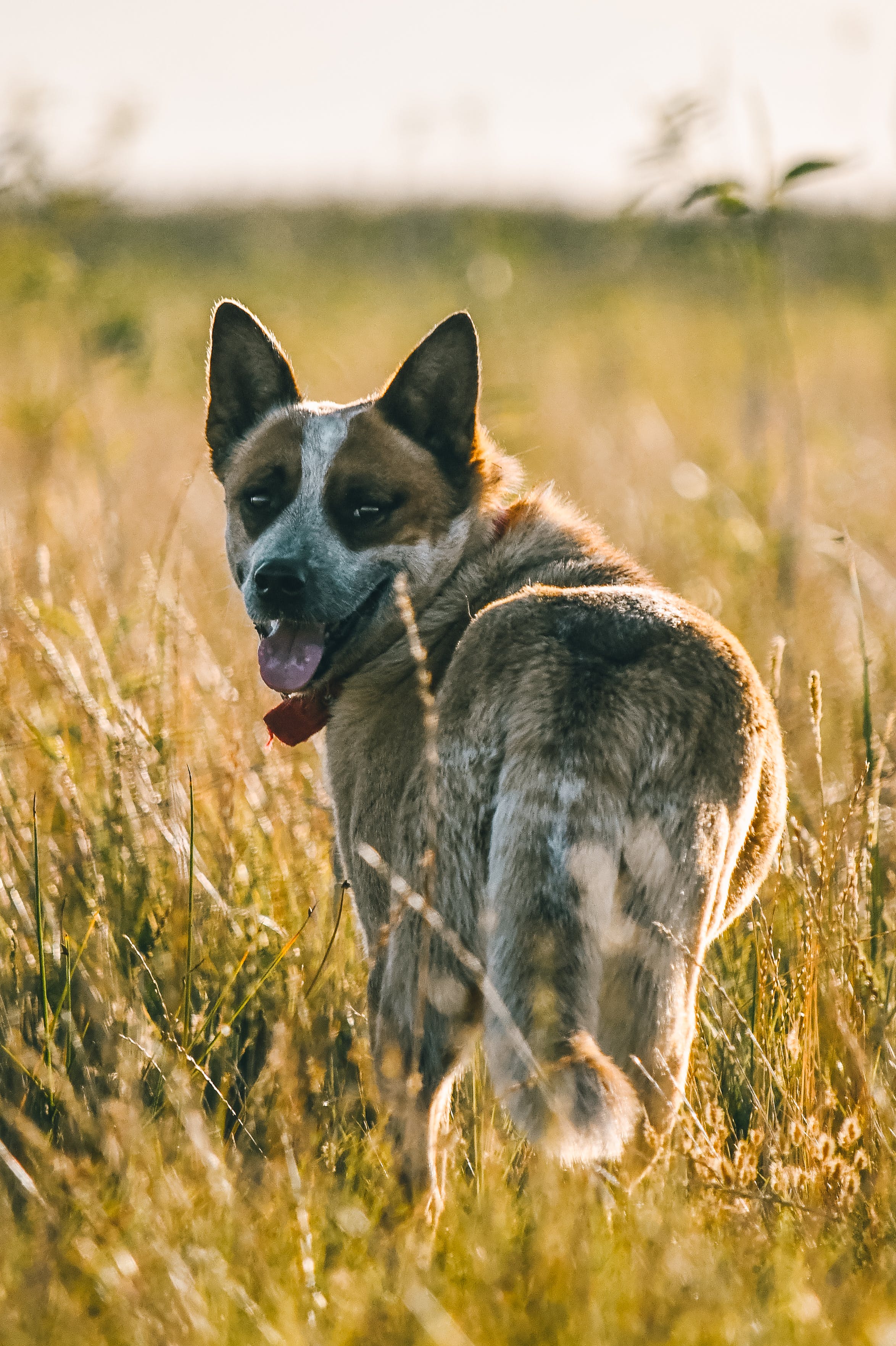 Australian Cattle Dog Wallpapers - Top Free Australian Cattle Dog ...