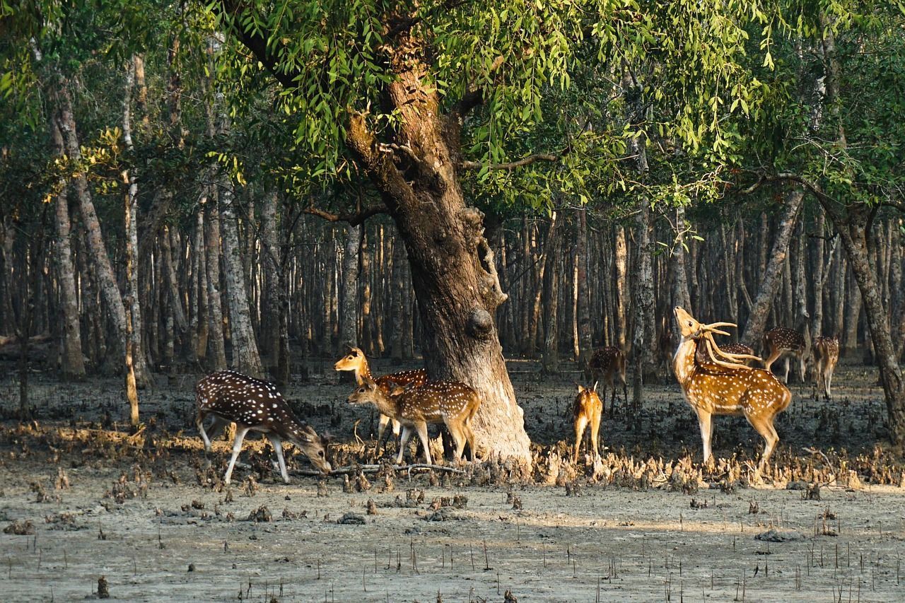 Sundarbans Wallpapers - Top Free Sundarbans Backgrounds - WallpaperAccess