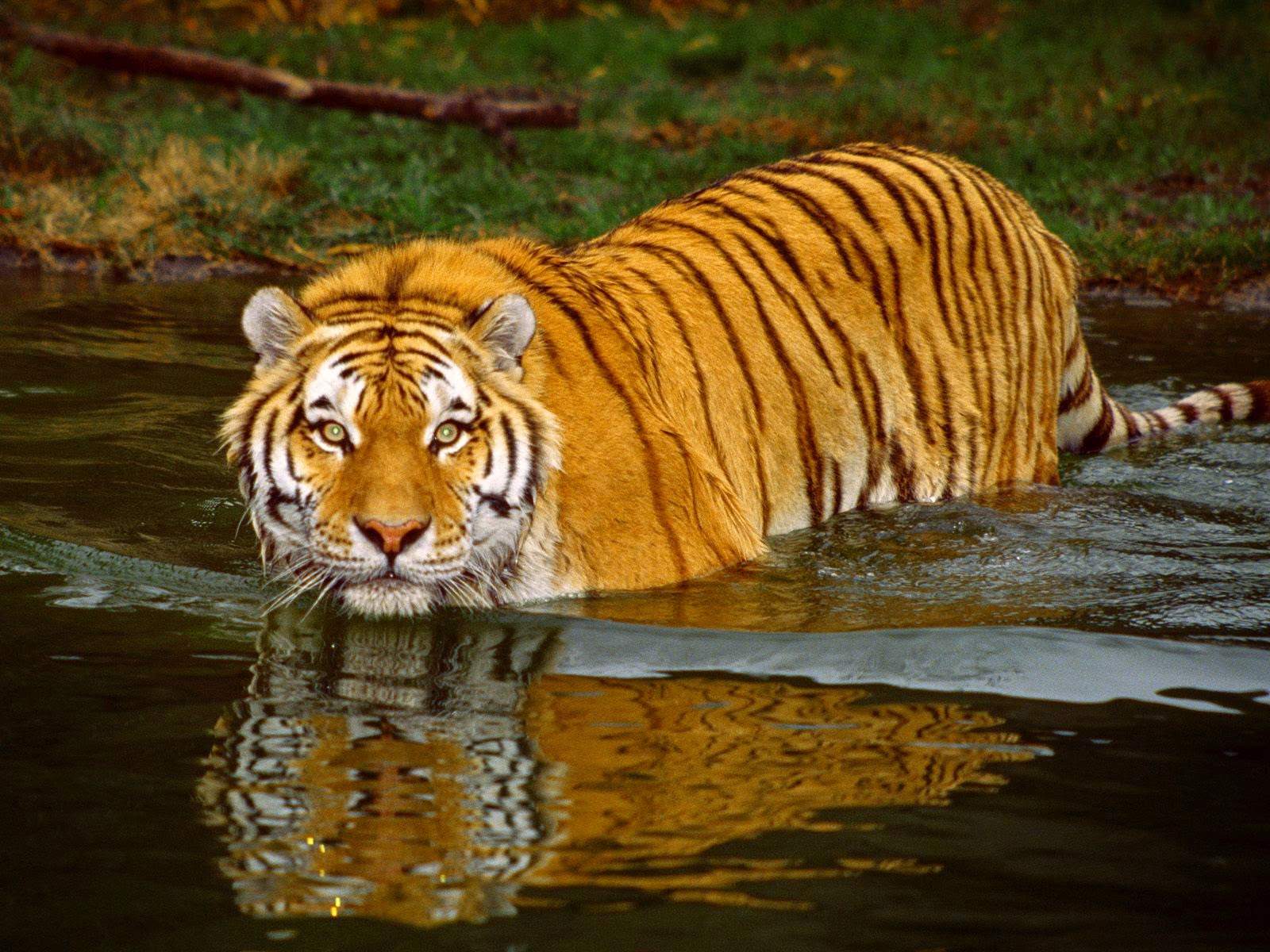 Sundarbans Wallpapers - Top Free Sundarbans Backgrounds - WallpaperAccess