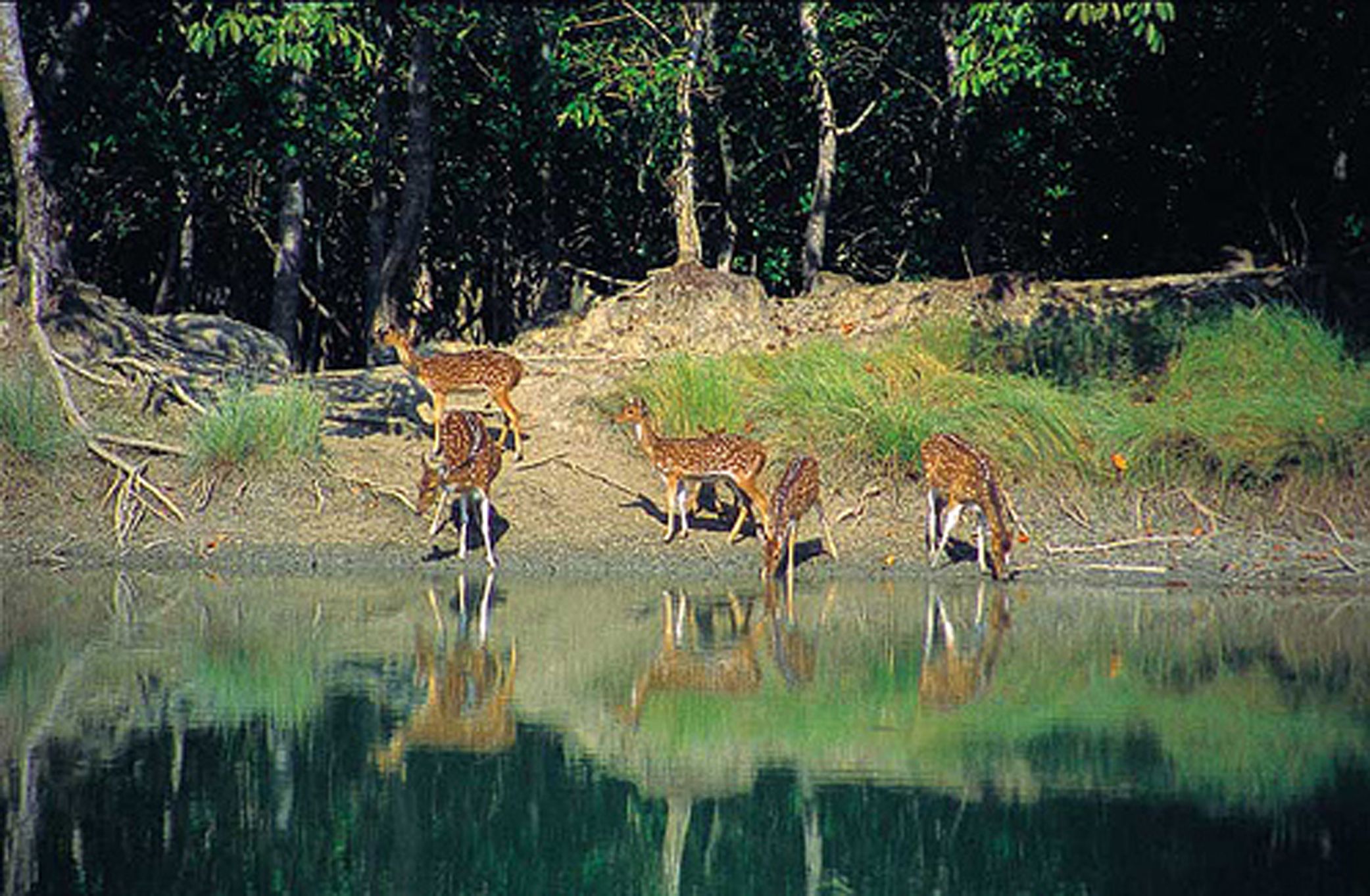 Sundarbans Wallpapers - Top Free Sundarbans Backgrounds - WallpaperAccess
