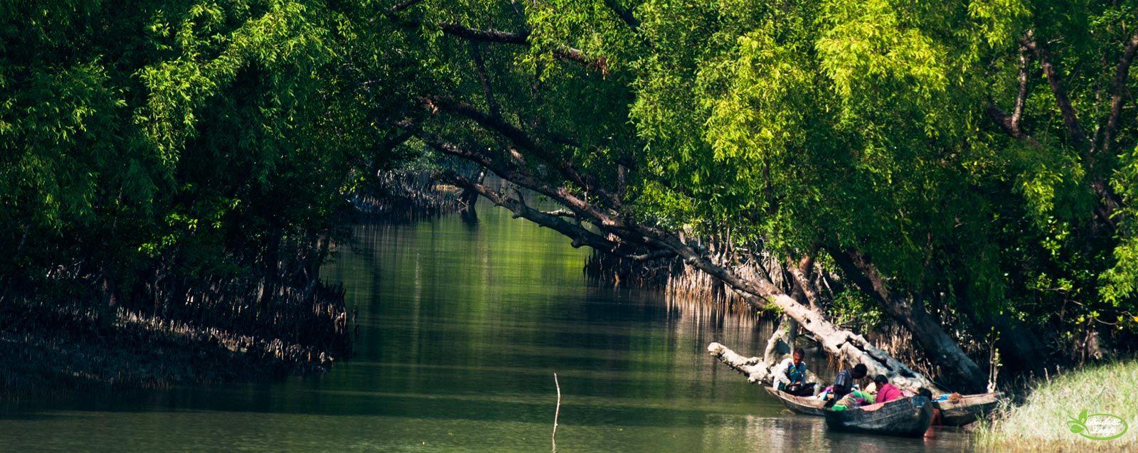 Sundarbans Wallpapers - Top Free Sundarbans Backgrounds - WallpaperAccess