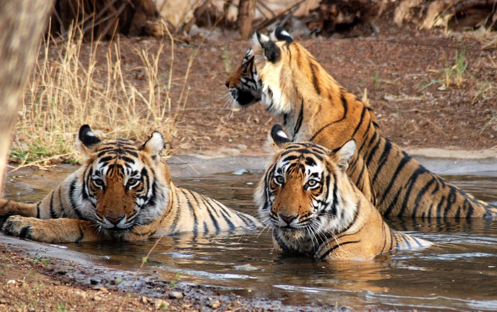 Sundarbans Wallpapers - Top Free Sundarbans Backgrounds - WallpaperAccess