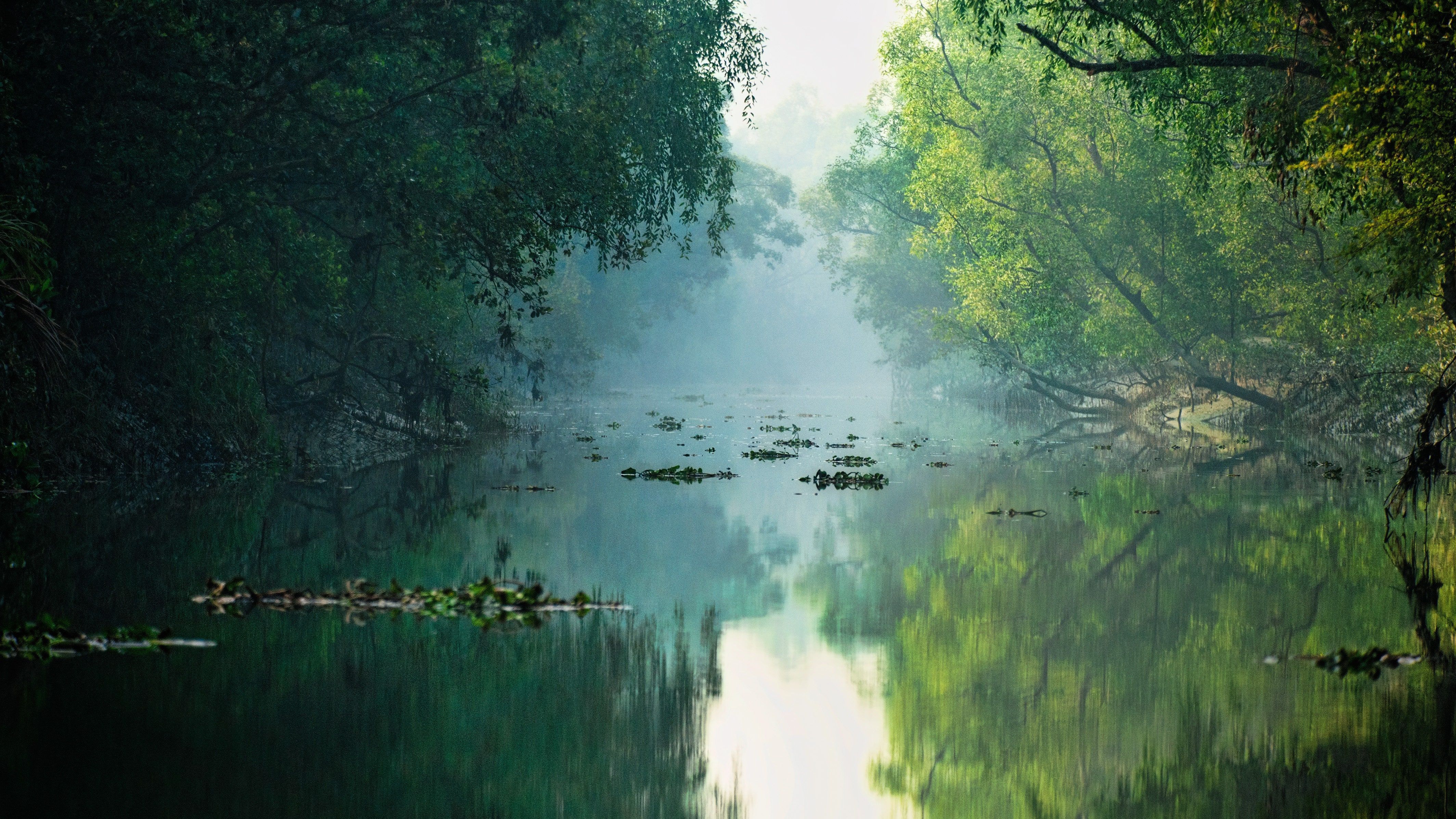 Sundarbans Wallpapers - Top Free Sundarbans Backgrounds - WallpaperAccess