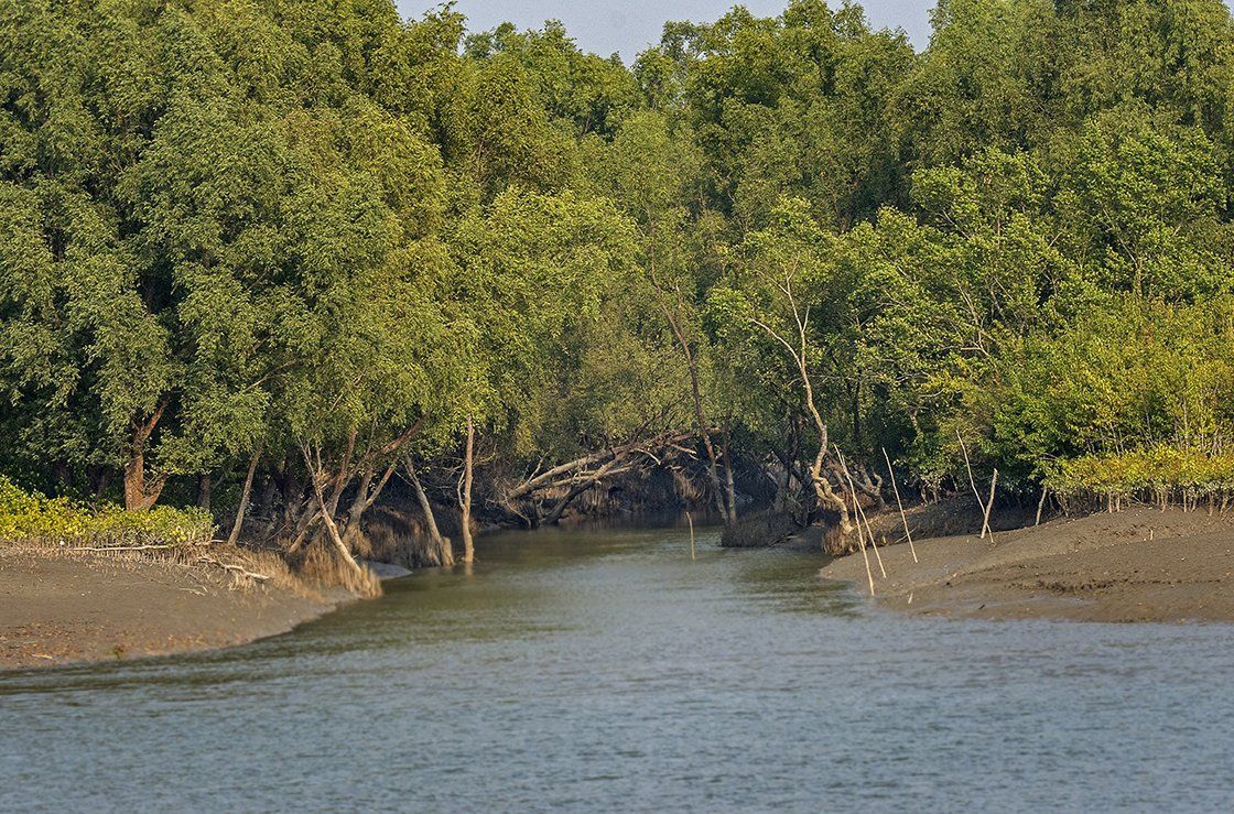 Sundarbans Wallpapers - Top Free Sundarbans Backgrounds - WallpaperAccess