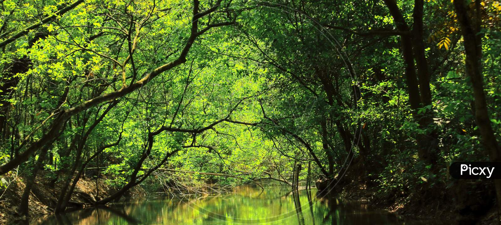 Sundarbans Wallpapers - Top Free Sundarbans Backgrounds - WallpaperAccess