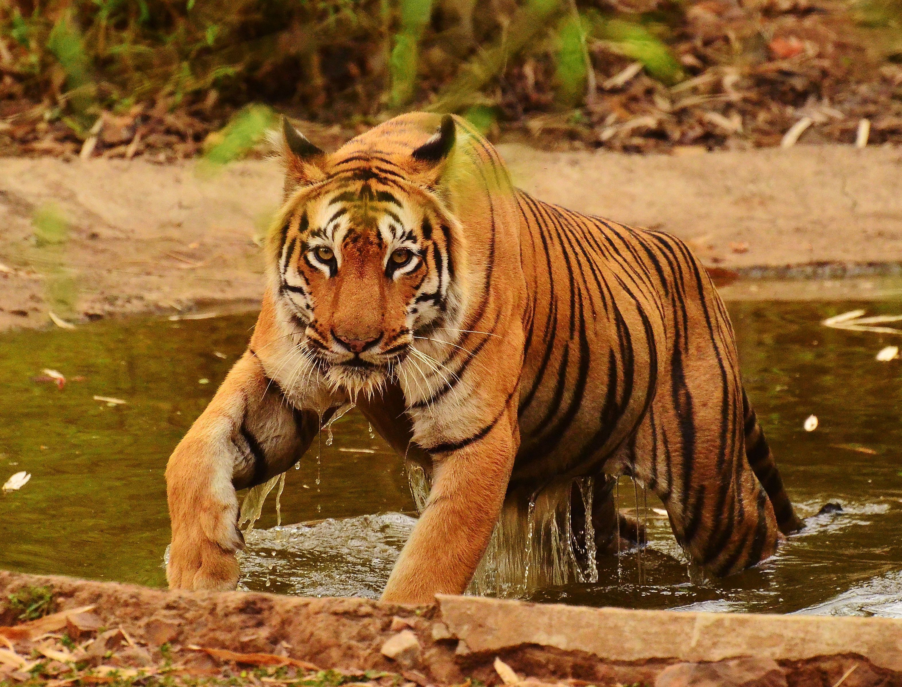 Sundarbans Wallpapers - Top Free Sundarbans Backgrounds - WallpaperAccess