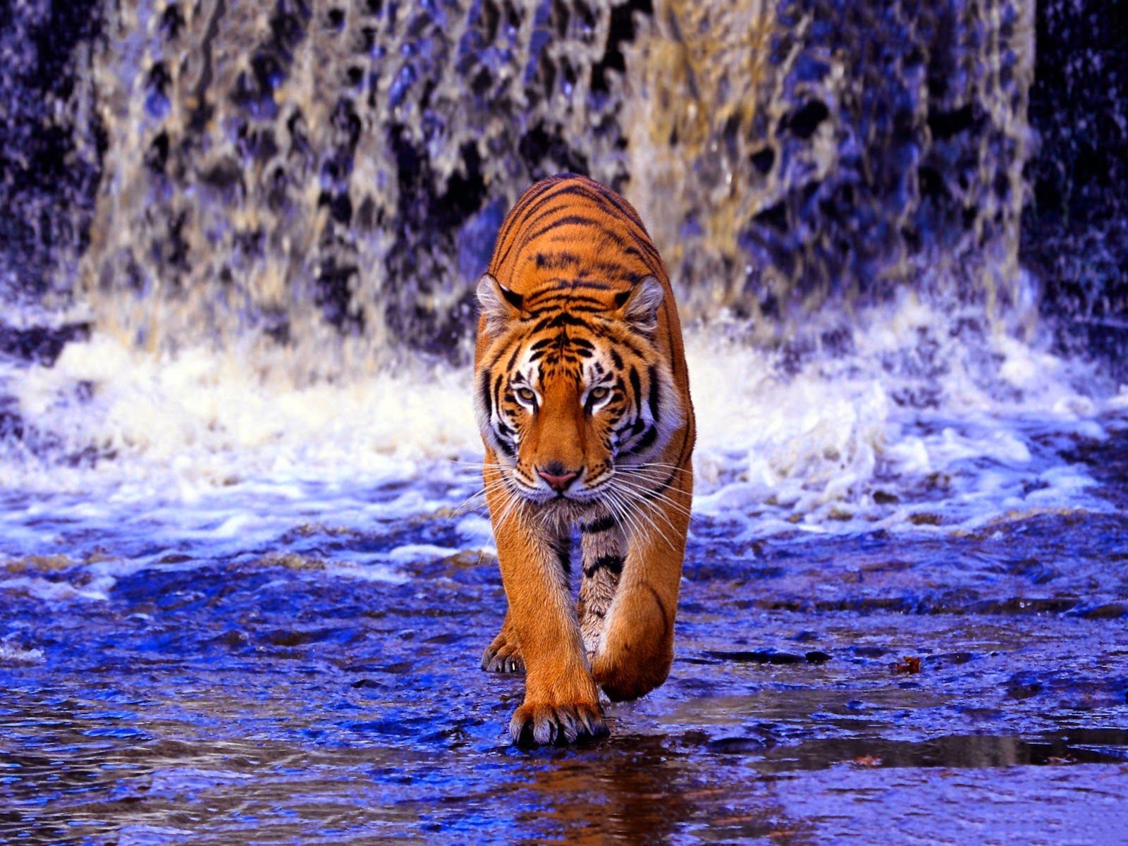 Sundarbans Wallpapers - Top Free Sundarbans Backgrounds - WallpaperAccess