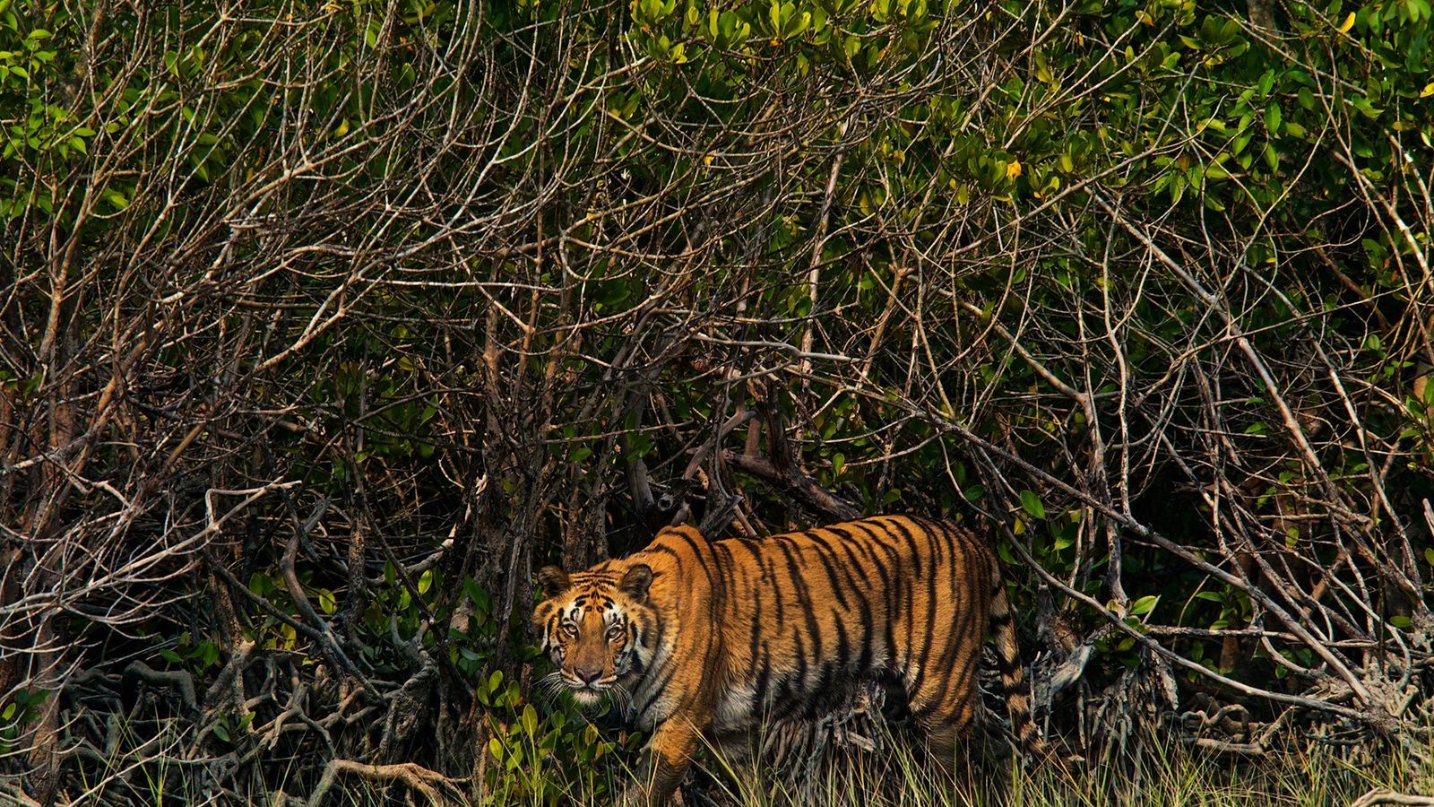 Sundarbans Wallpapers - Top Free Sundarbans Backgrounds - WallpaperAccess