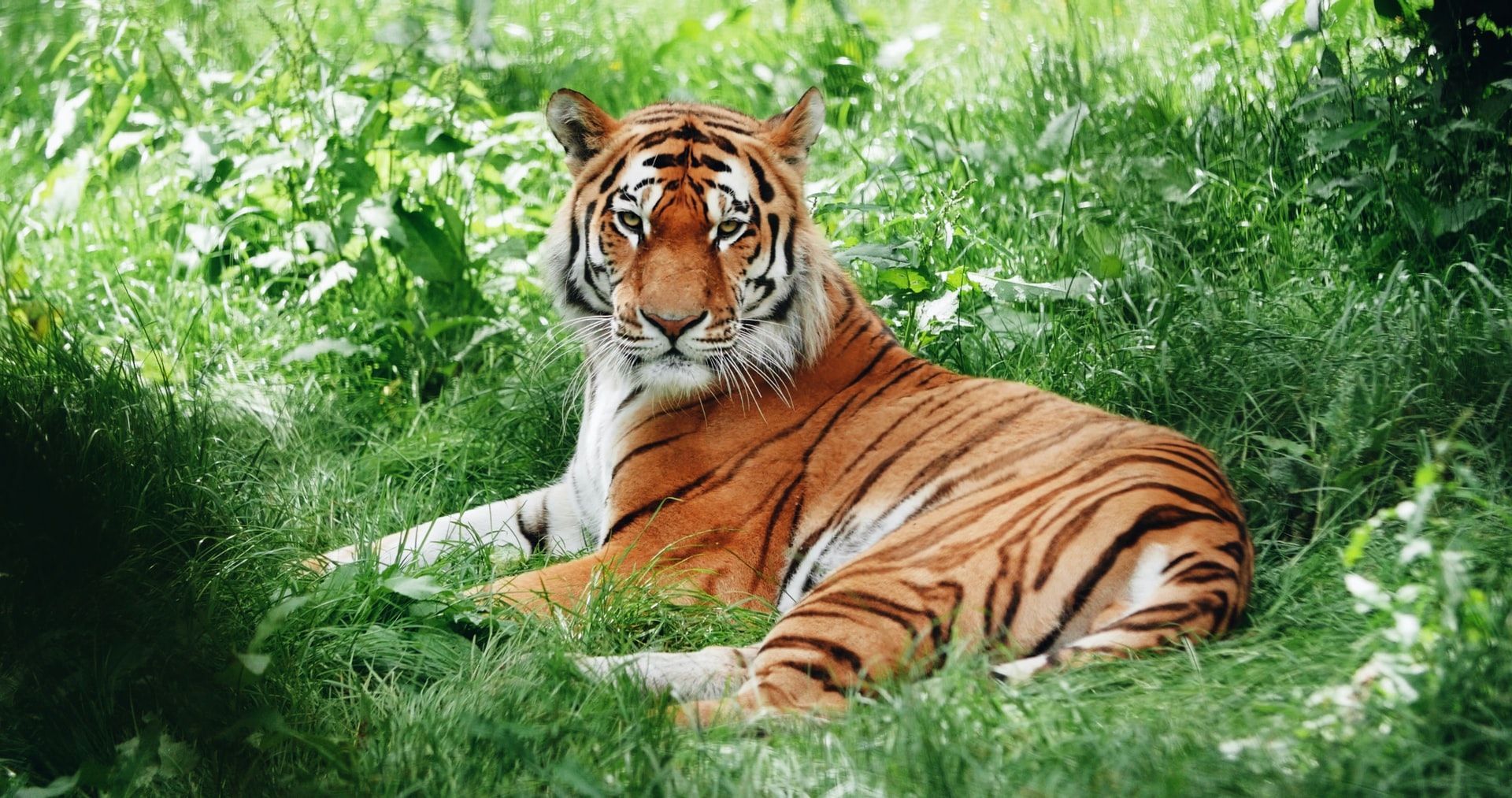 Sundarbans Wallpapers - Top Free Sundarbans Backgrounds - WallpaperAccess