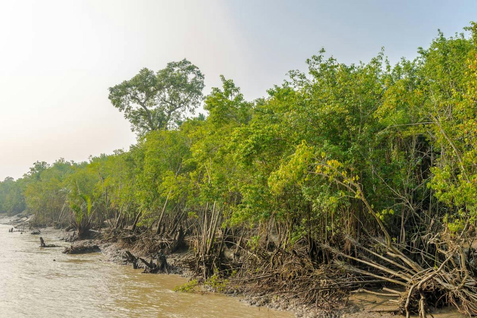 Sundarbans Wallpapers - Top Free Sundarbans Backgrounds - WallpaperAccess