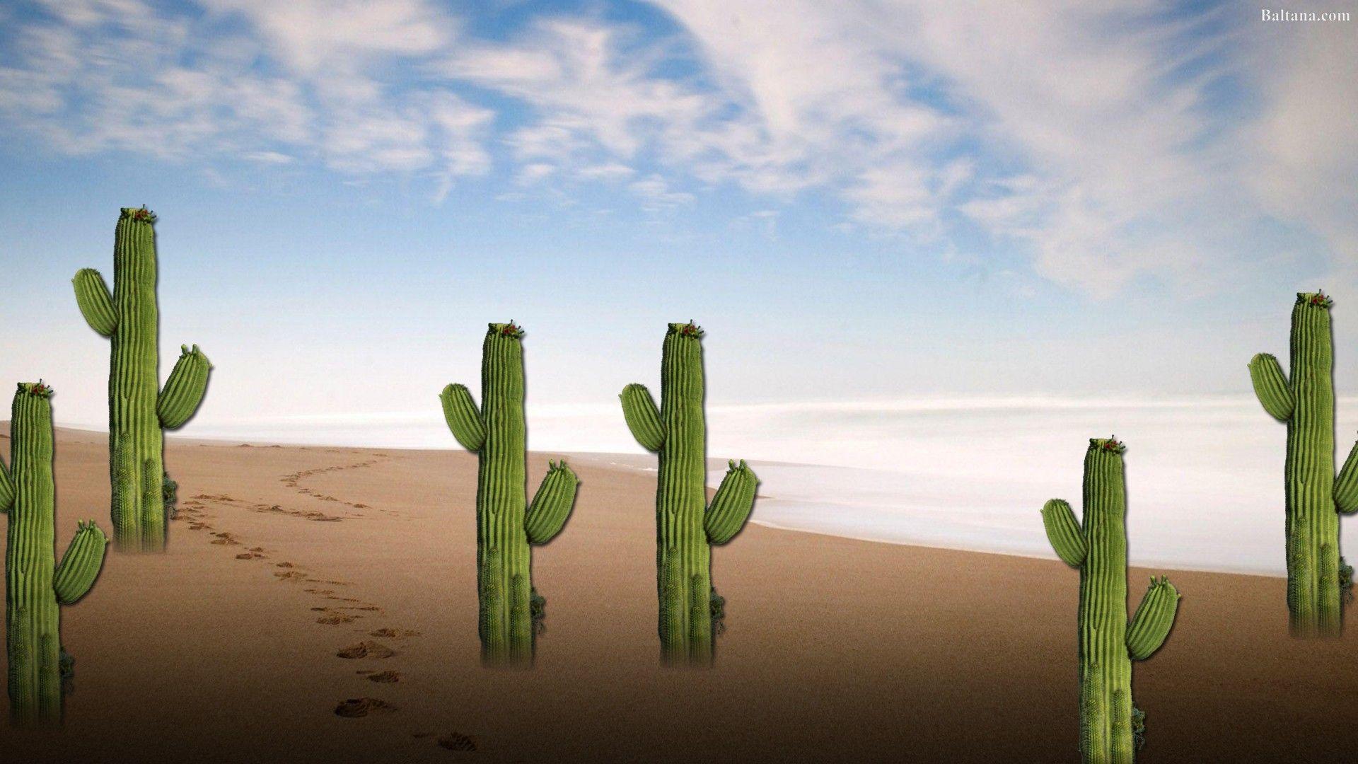 Cute Cactus Desktop Wallpapers - Top Free Cute Cactus Desktop ...
