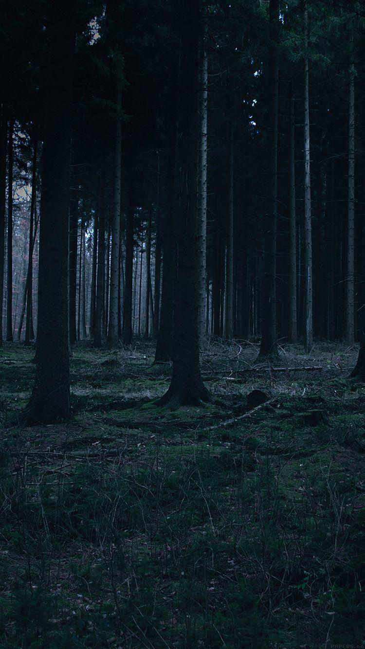 Night Tree Wallpapers - Top Free Night Tree Backgrounds - WallpaperAccess