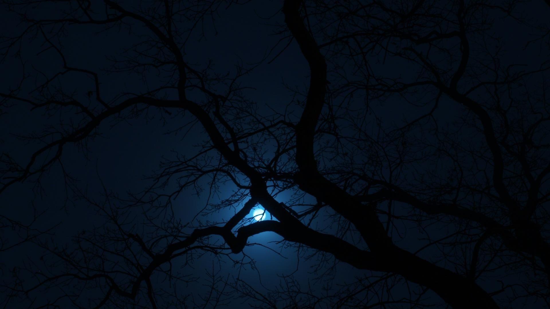 Night Tree Wallpapers - Top Free Night Tree Backgrounds - WallpaperAccess