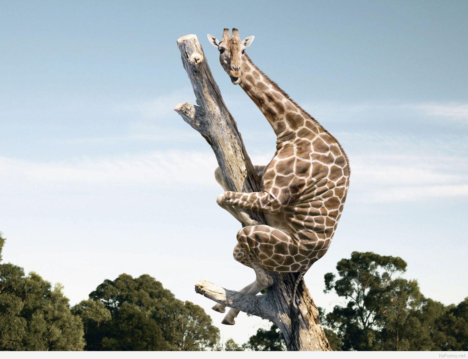 Funny Animal HD Wallpapers - Top Free Funny Animal HD Backgrounds ...