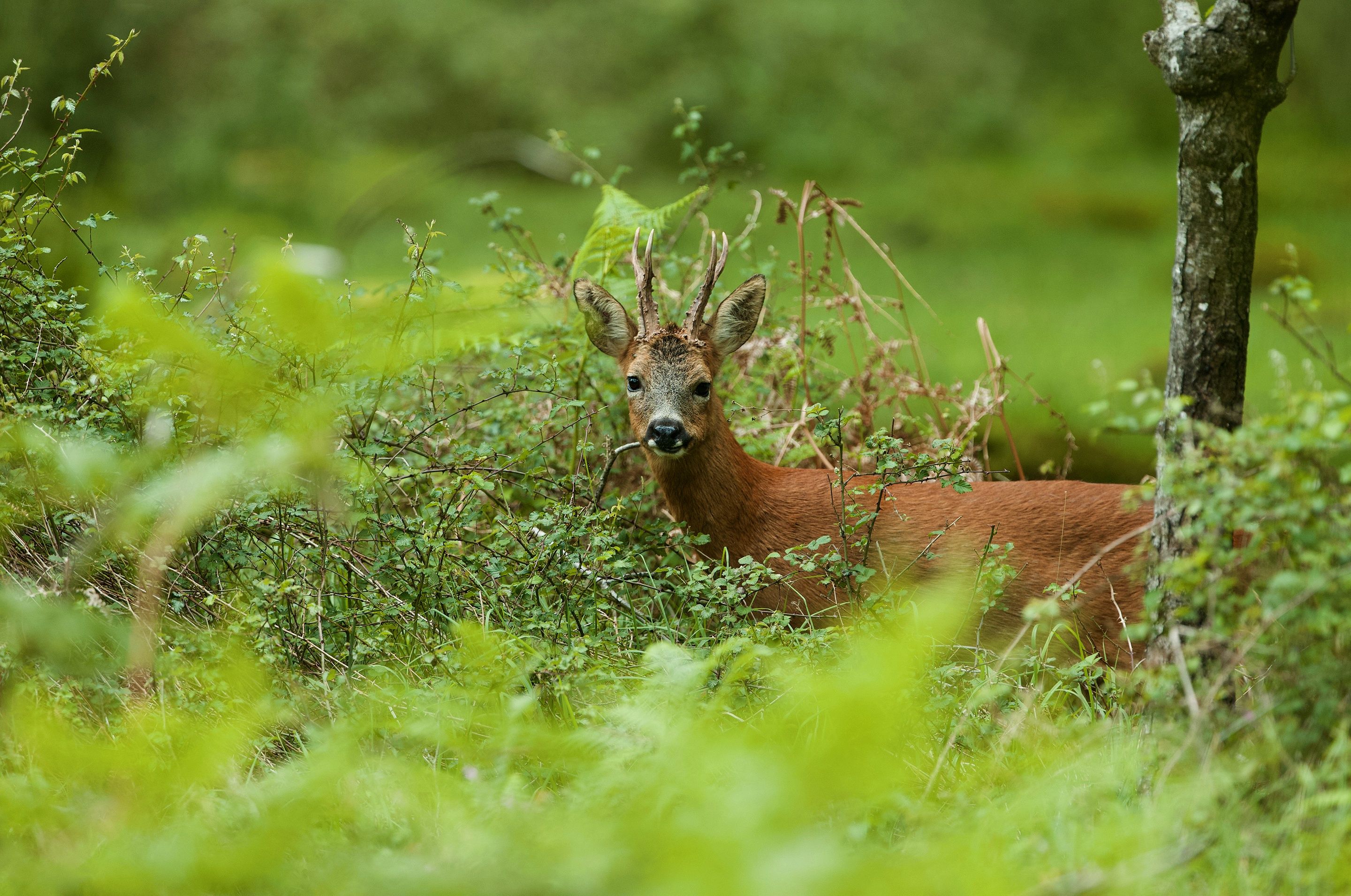 Roe Deer Wallpapers - Top Free Roe Deer Backgrounds - WallpaperAccess