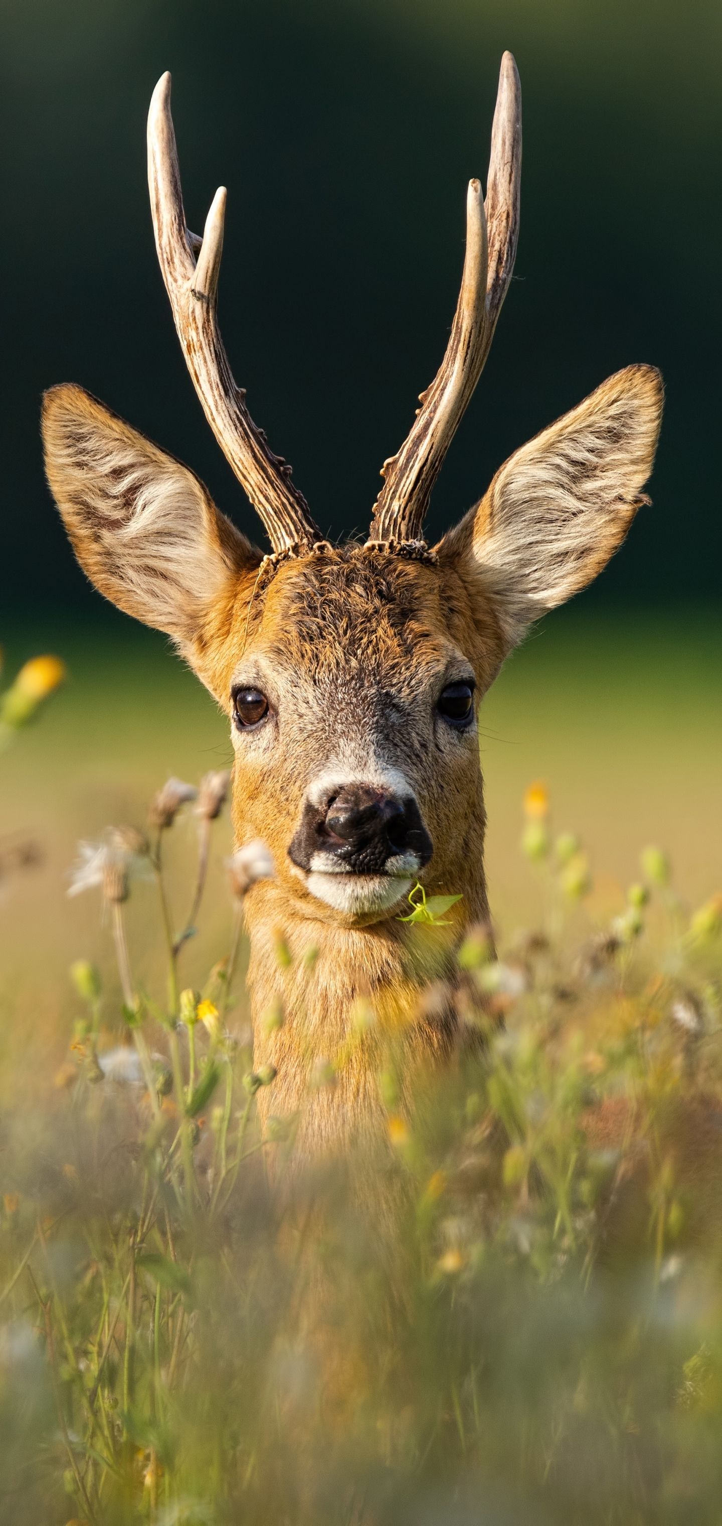 Roe Deer Wallpapers - Top Free Roe Deer Backgrounds - WallpaperAccess