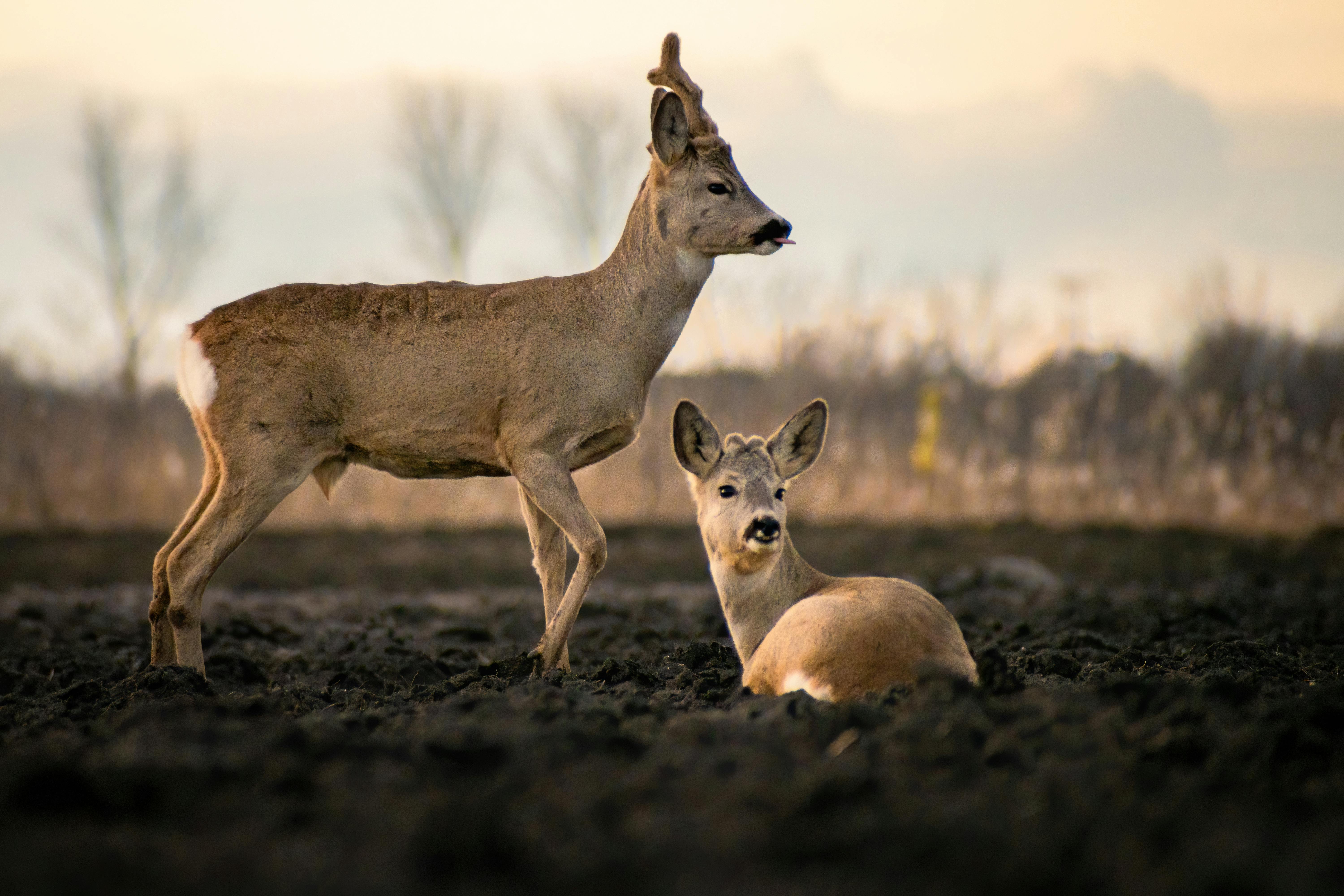 Roe Deer Wallpapers - Top Free Roe Deer Backgrounds - WallpaperAccess
