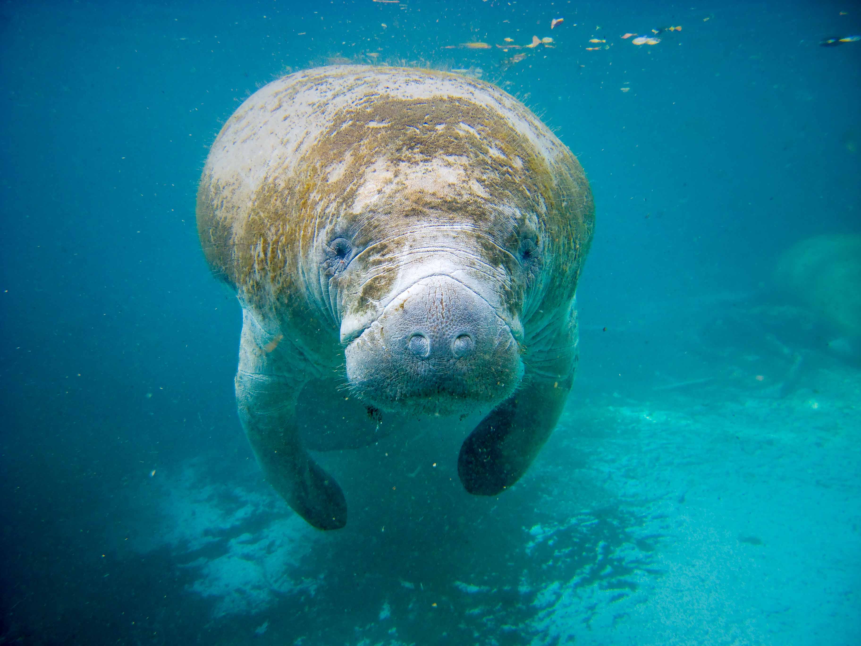 Manatee HD Wallpapers - Top Free Manatee HD Backgrounds - WallpaperAccess
