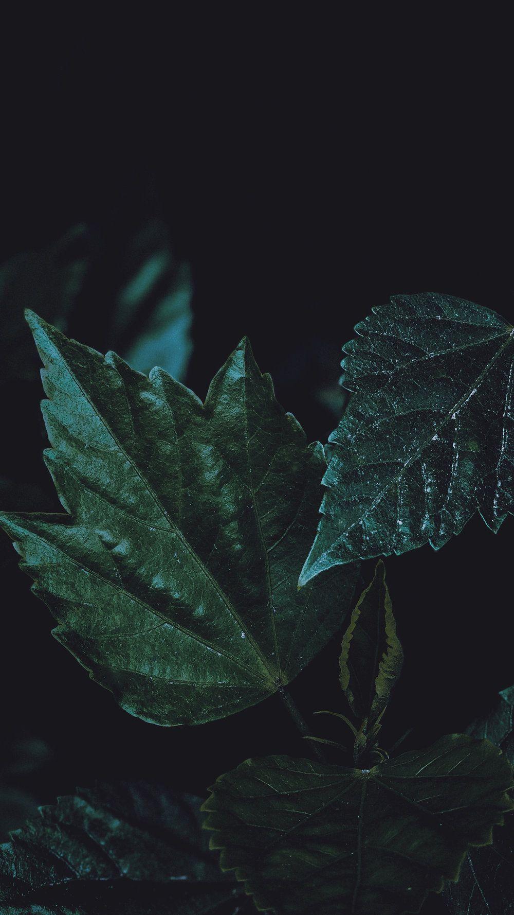 8 Plus iPhone Wallpapers - Top Free 8 Plus iPhone Backgrounds ...