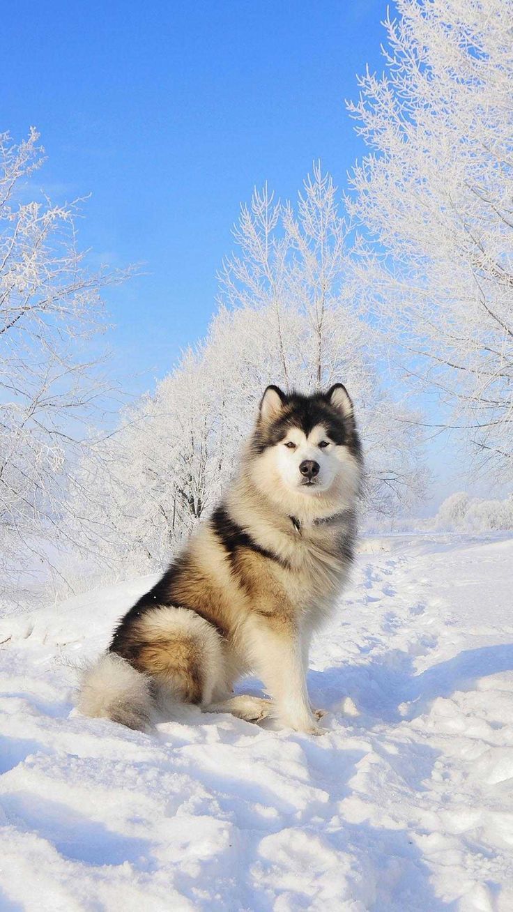 Alaska Dog Wallpapers - Top Free Alaska Dog Backgrounds - WallpaperAccess