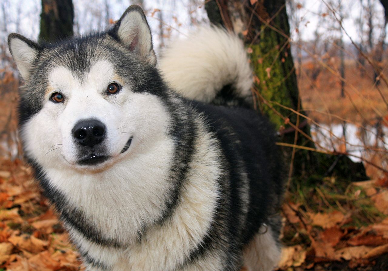 Alaska Dog Wallpapers - Top Free Alaska Dog Backgrounds - WallpaperAccess