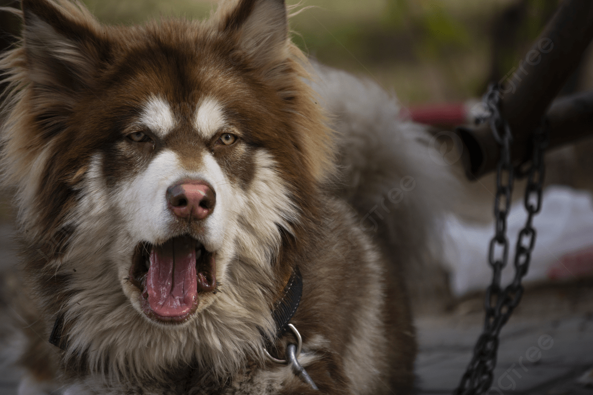 Alaska Dog Wallpapers - Top Free Alaska Dog Backgrounds - WallpaperAccess