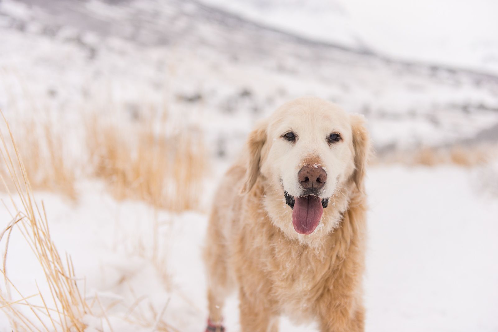 Alaska Dog Wallpapers - Top Free Alaska Dog Backgrounds - WallpaperAccess