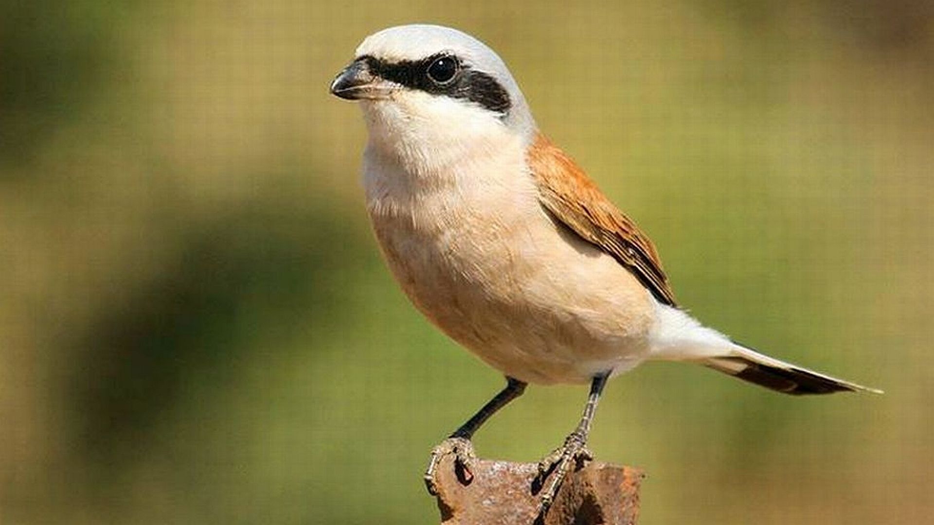 Shrike Wallpapers - Top Free Shrike Backgrounds - WallpaperAccess
