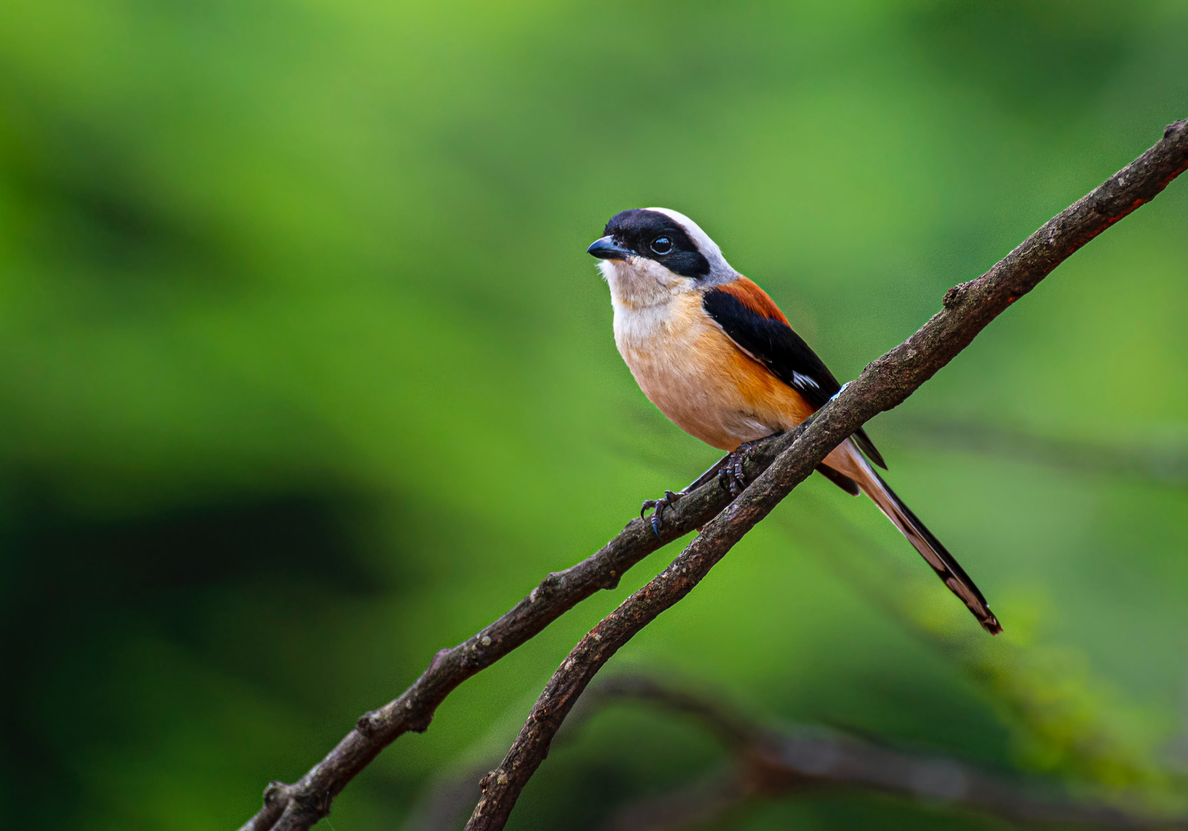 Shrike Wallpapers - Top Free Shrike Backgrounds - WallpaperAccess
